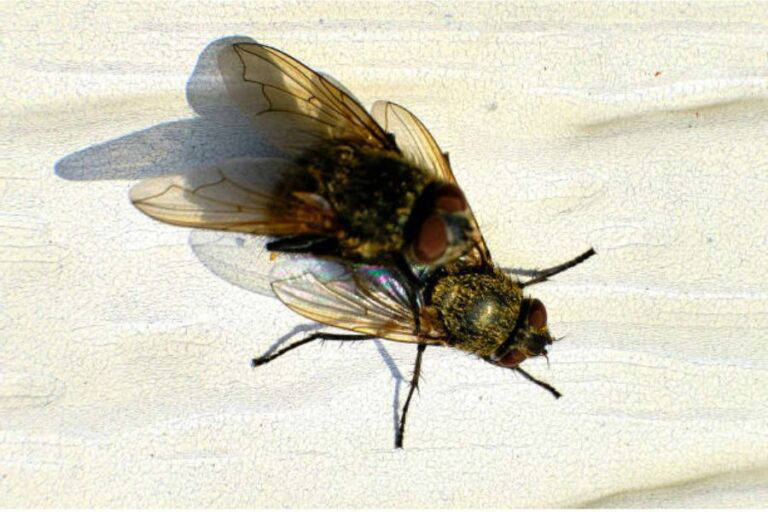 Cluster Flies: Long Term Solutions - Liverpool Pest Controls