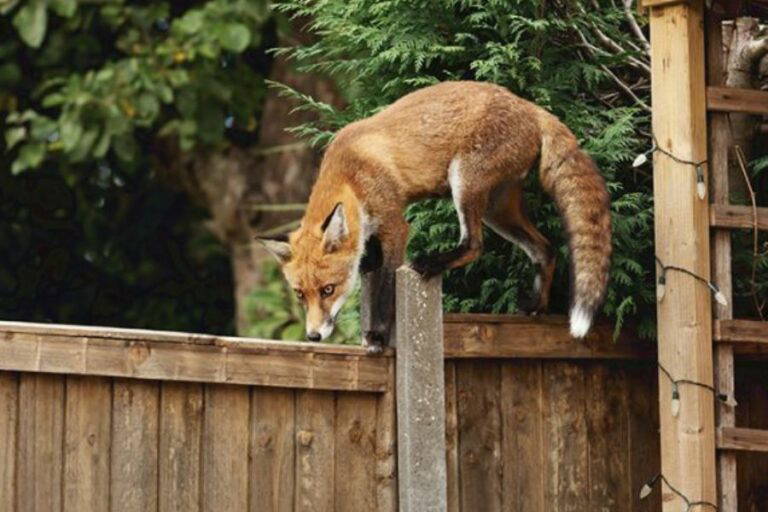 Fox Infestations and Control Methods - Liverpool Pest Controls